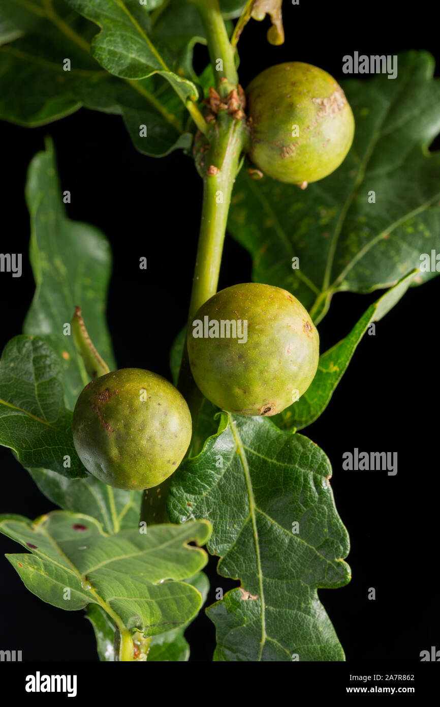 Marble galls growing on an oak tree. The galls are caused by the gall ...