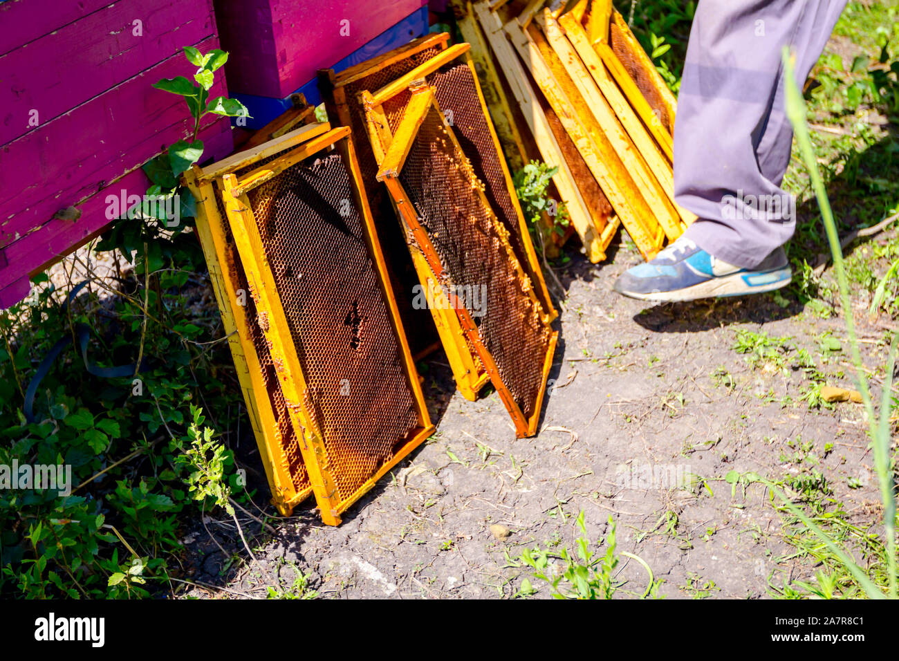 Pile of wooden frames with empty honeycomb placed on ground next to the ...