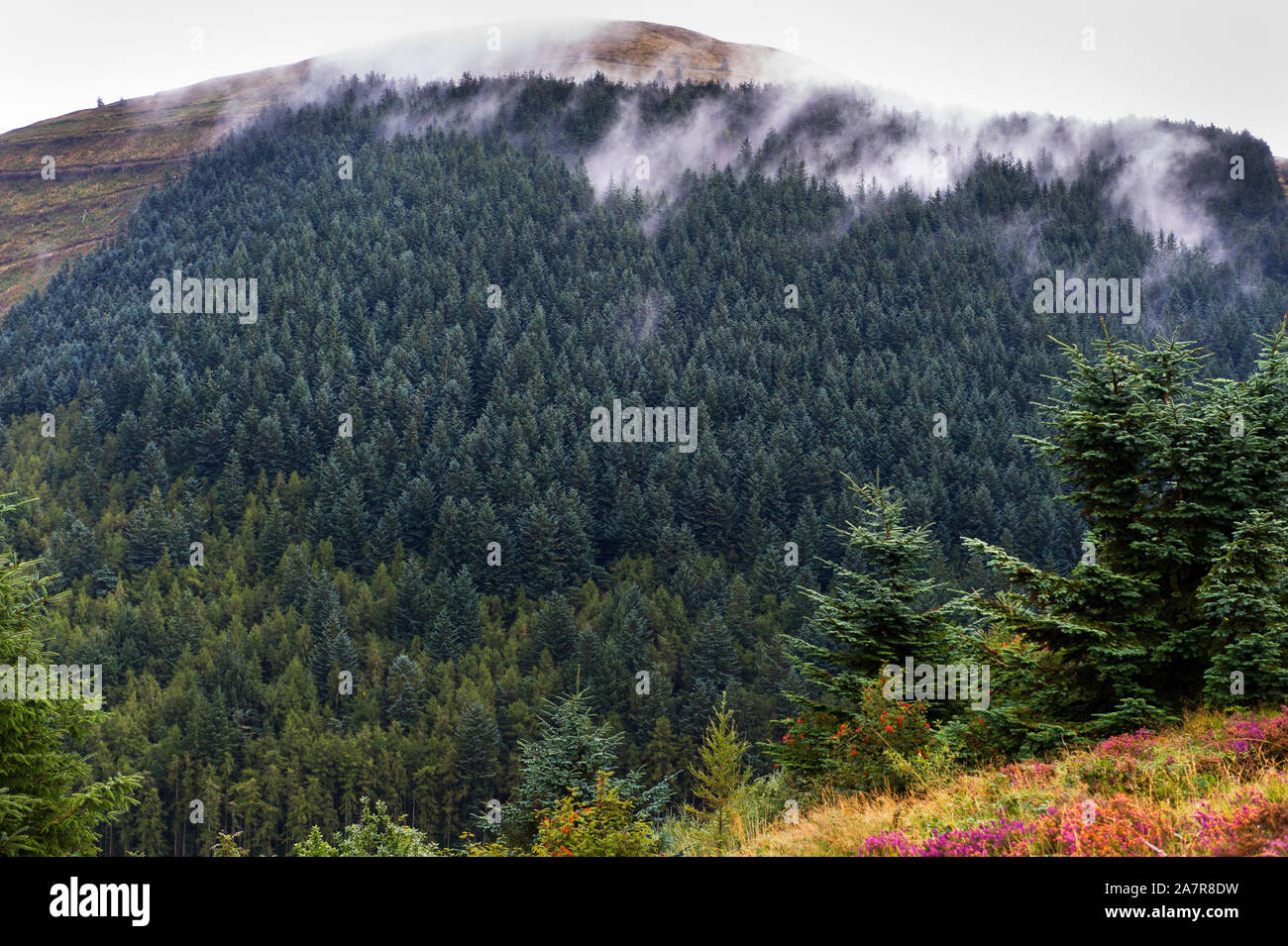 Clouds hang on the forest on Slieve Martin Rostrevor, Co. Down Stock ...