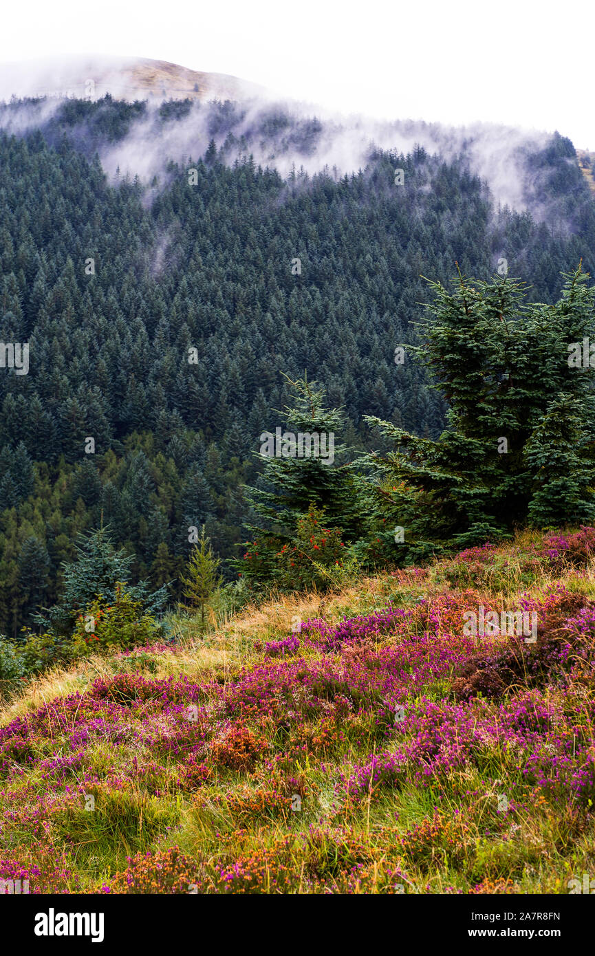 Slieve martin rostrevor hi-res stock photography and images - Alamy