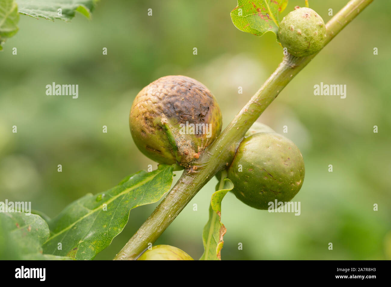 Marble galls growing on an oak tree. The galls are caused by the gall ...
