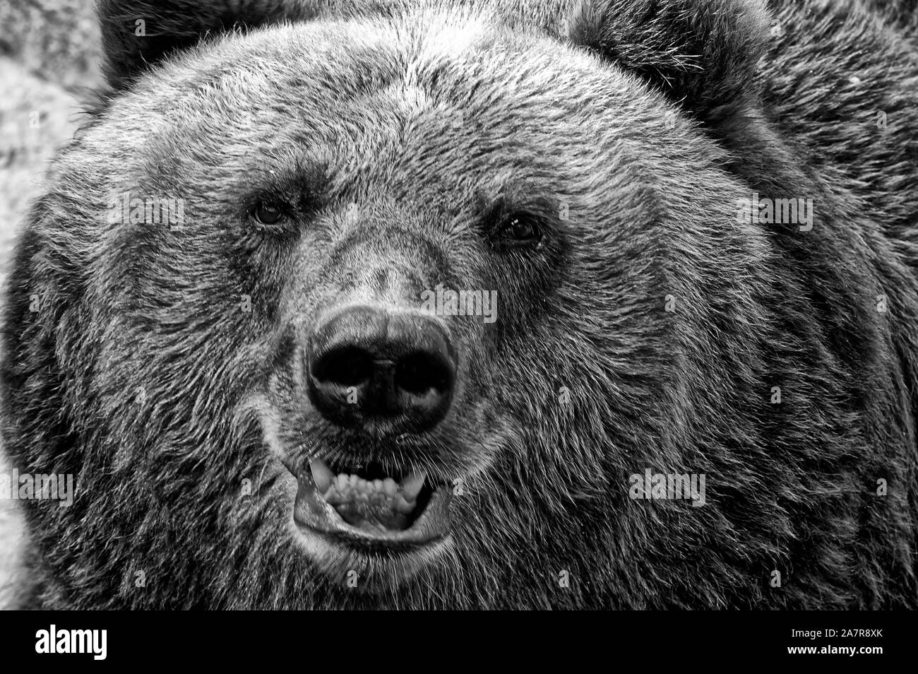 Brown bear photos hi-res stock photography and images - Alamy