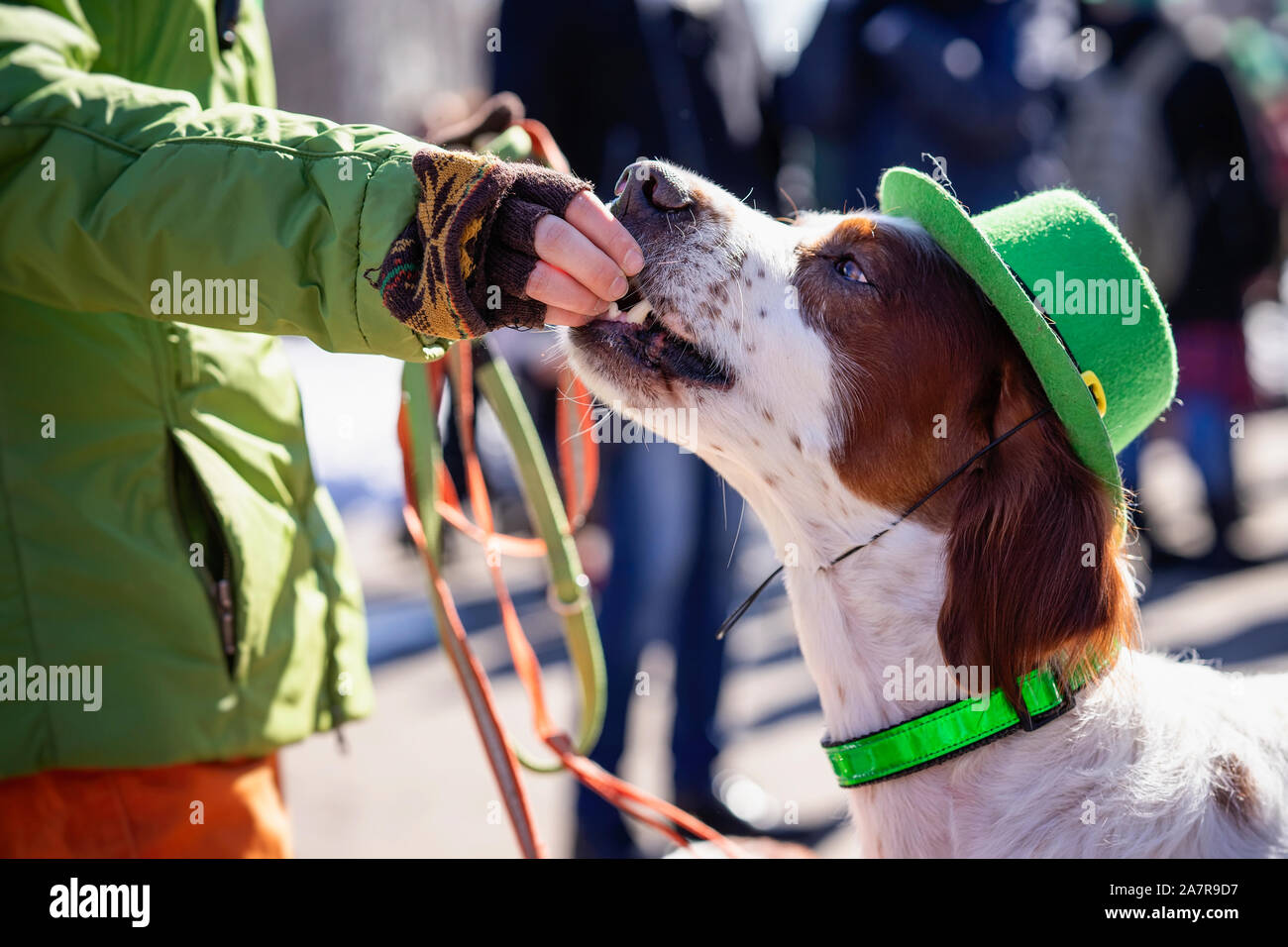 Funny Irish Setter in green hat eat from hand of owner the treat. St ...