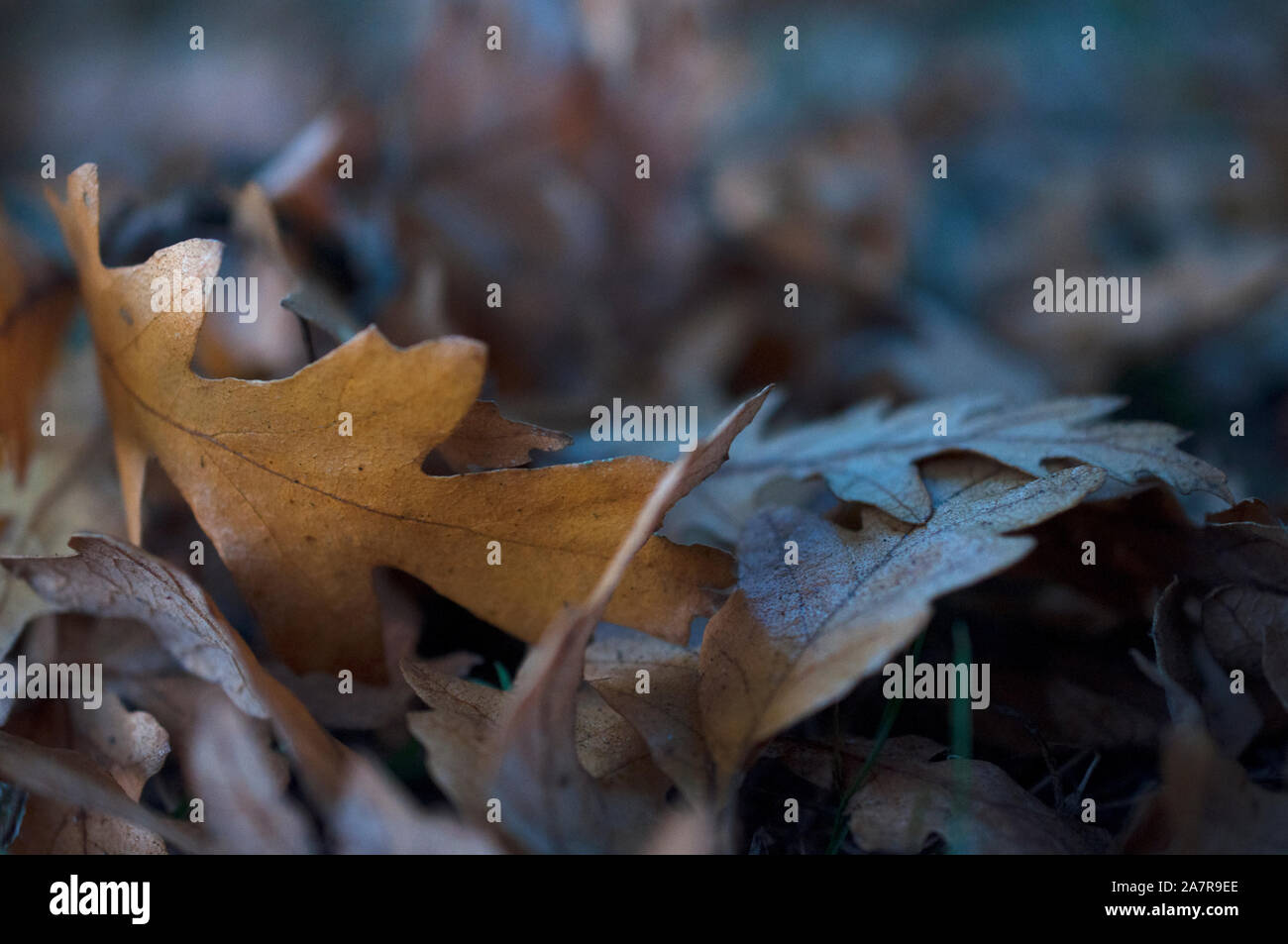Brown leaves park hi-res stock photography and images - Alamy