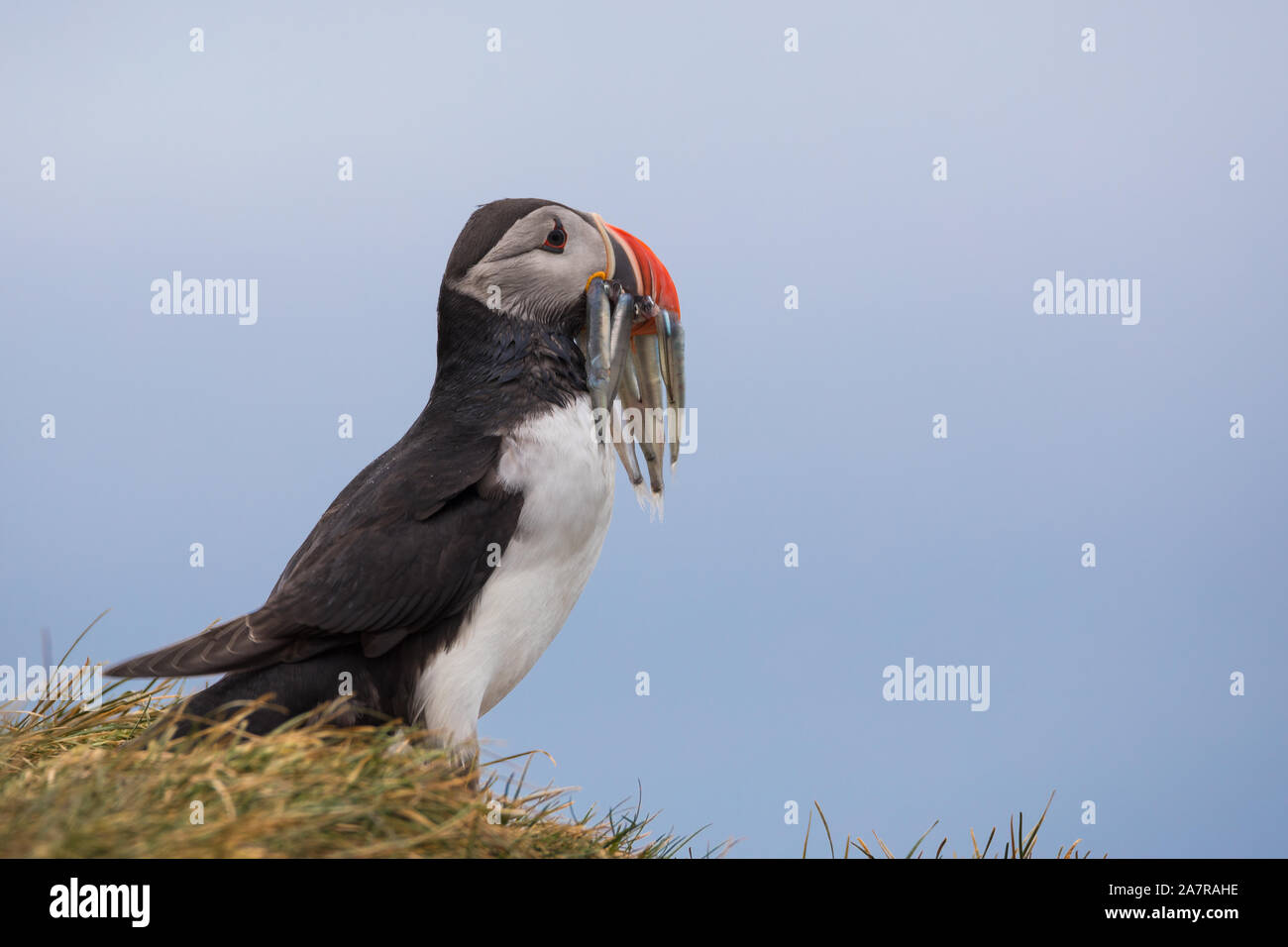 Puffins birds fishing puffin hi-res stock photography and images - Alamy