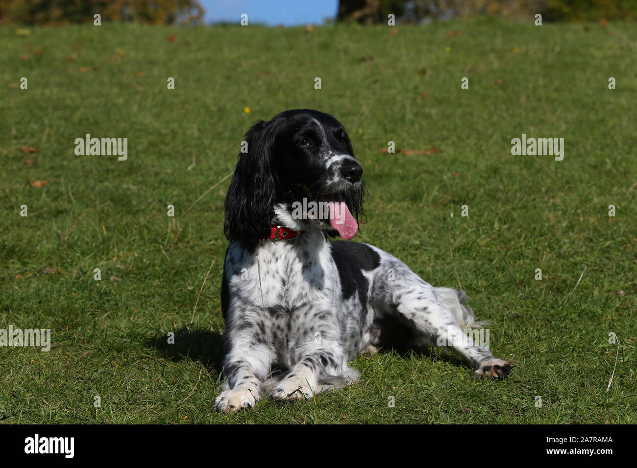 Tail docked spaniel hi-res stock photography and images - Alamy