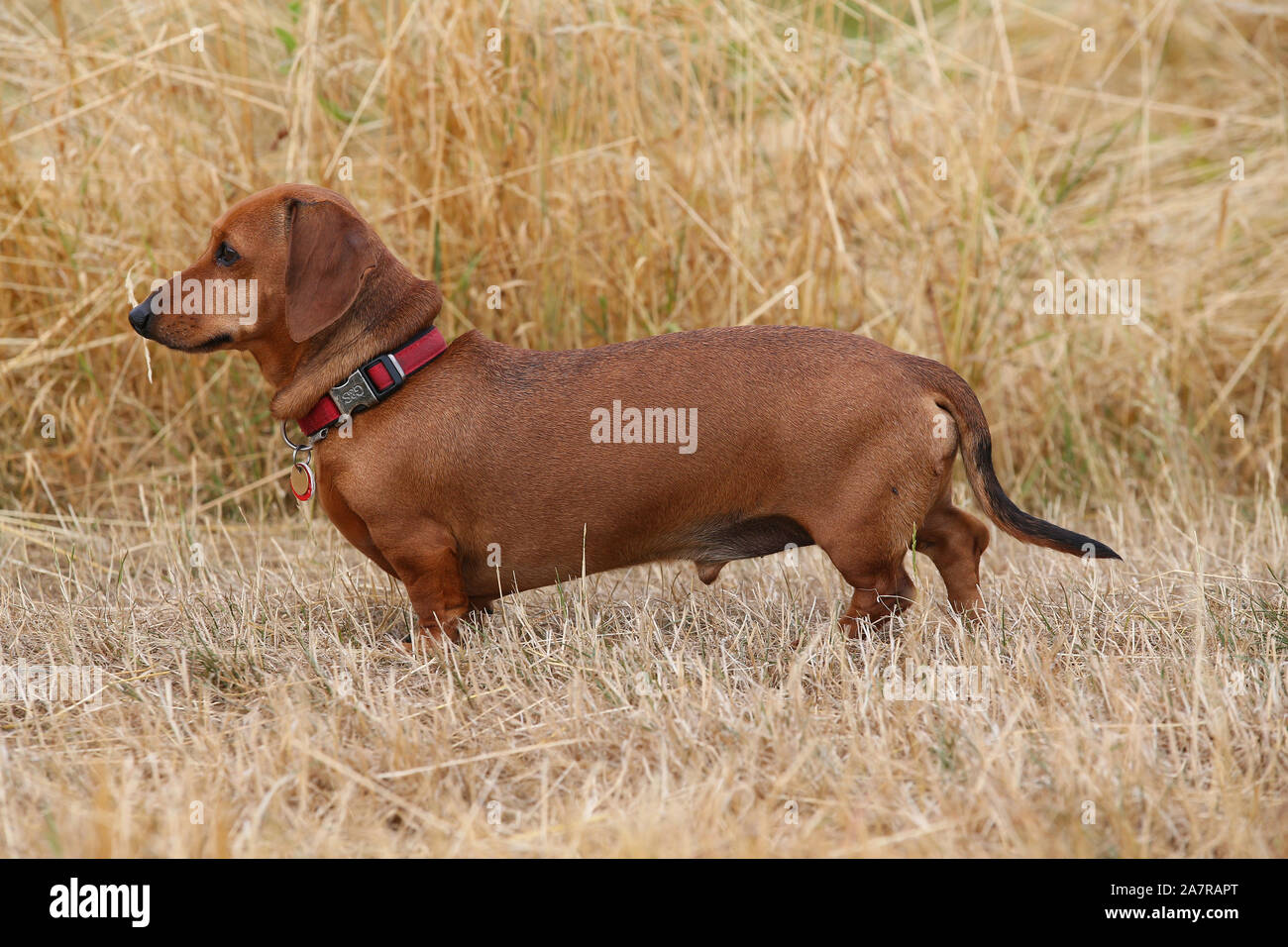 Smooth haired and long haired dachshund standing on grass hi-res stock ...