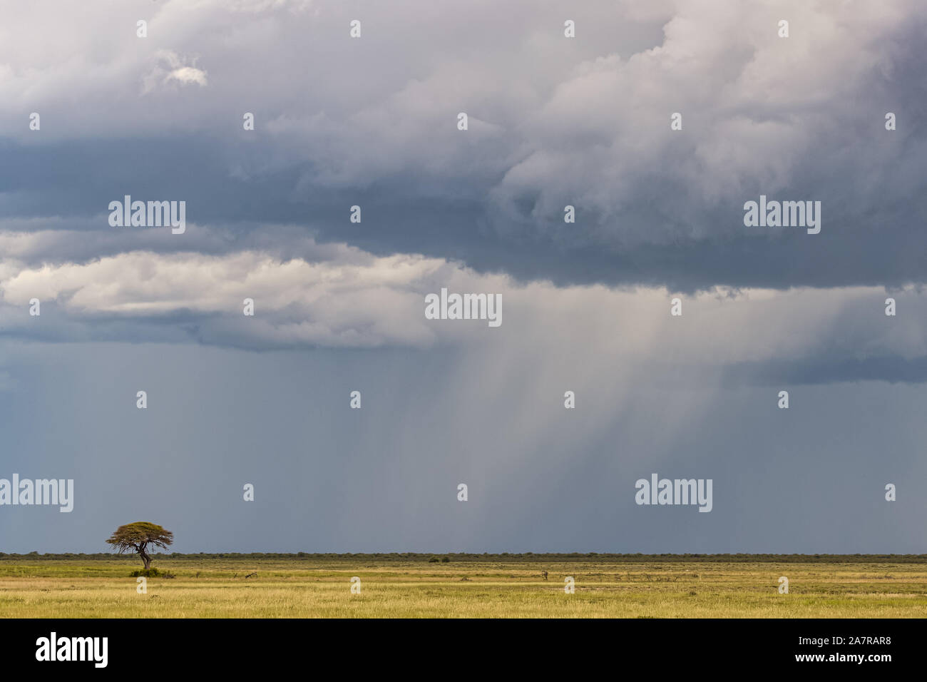 Etosha pan national park hi-res stock photography and images - Alamy