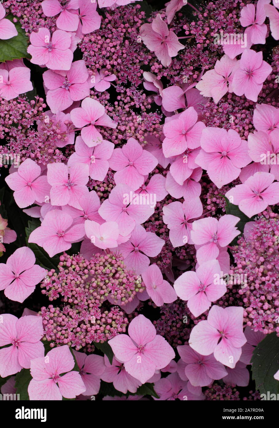 Hydrangea macrophylla 'Louis Savage' Stock Photo - Alamy