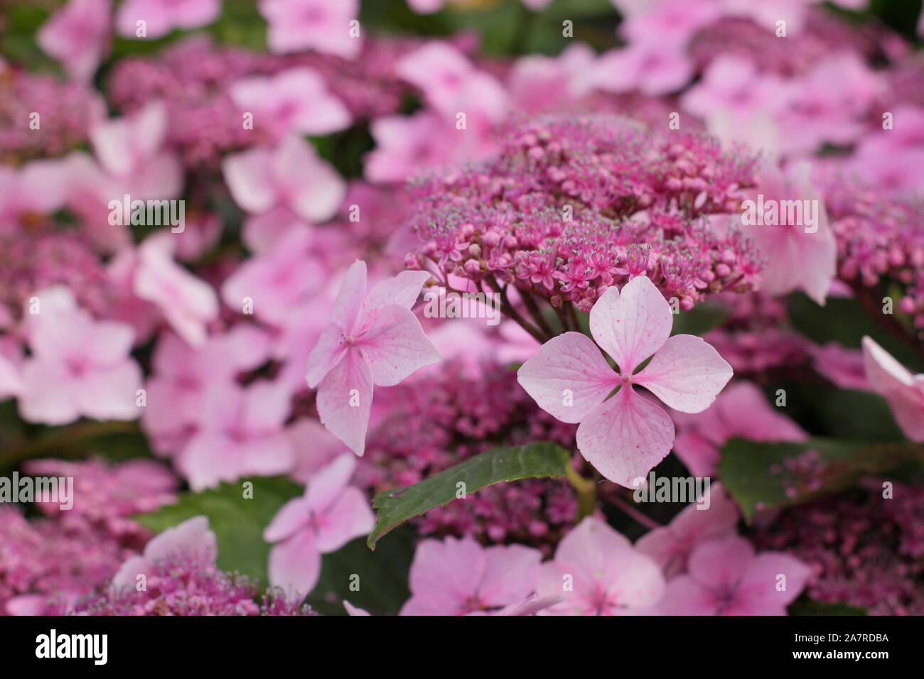 Hydrangea macrophylla 'Louis Savage' Stock Photo - Alamy