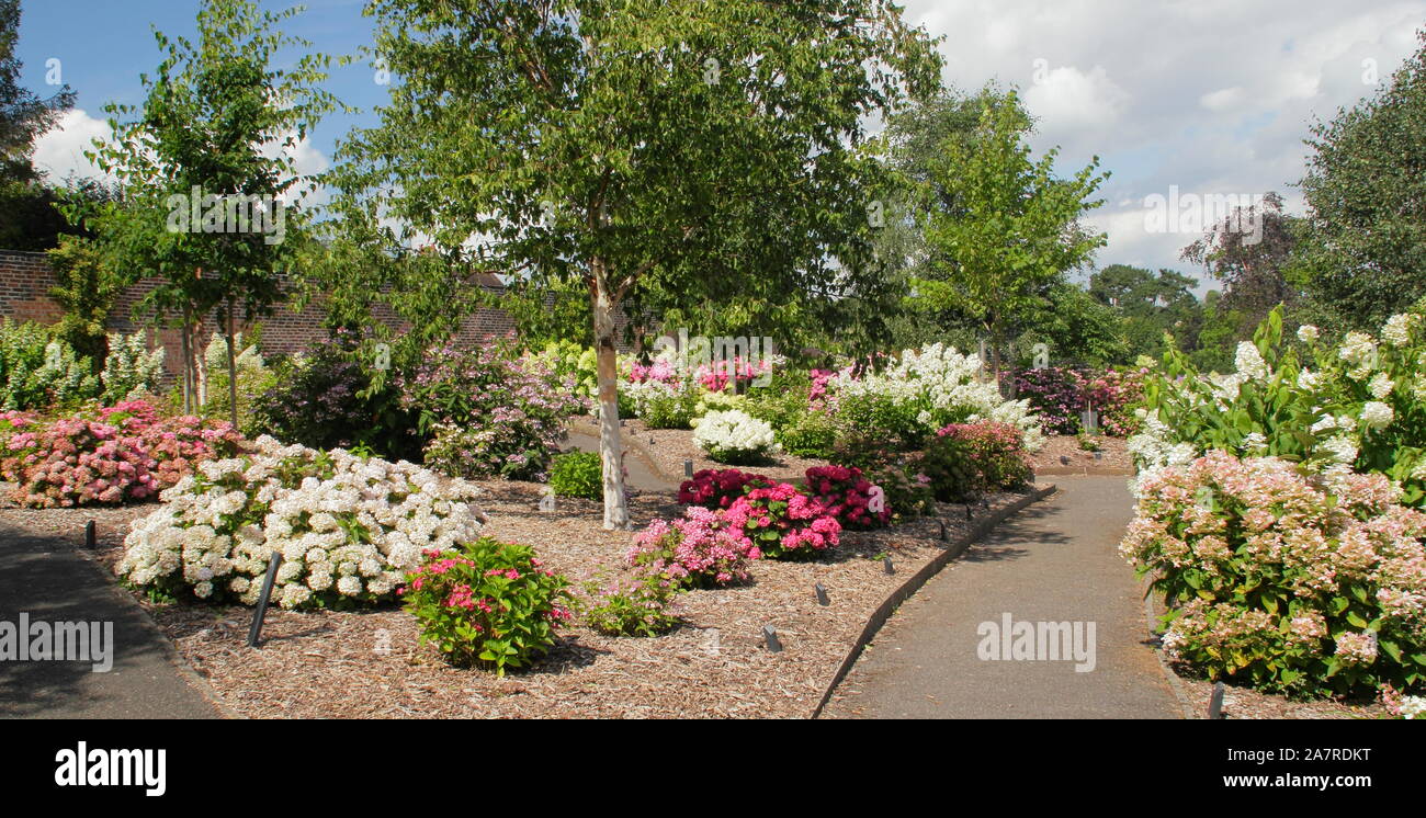 Hydrangea collection britain hi-res stock photography and images - Alamy