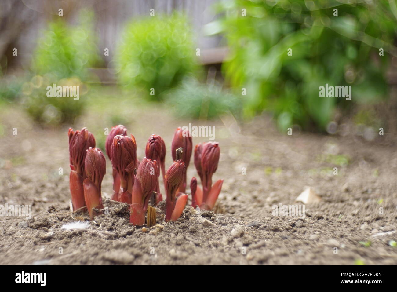 Small red sprouts of peony grow in a spring garden Stock Photo - Alamy