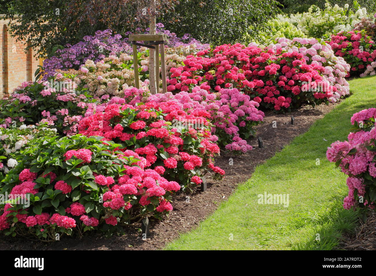 Views across part of the National Collection of hydrangeas - the ...