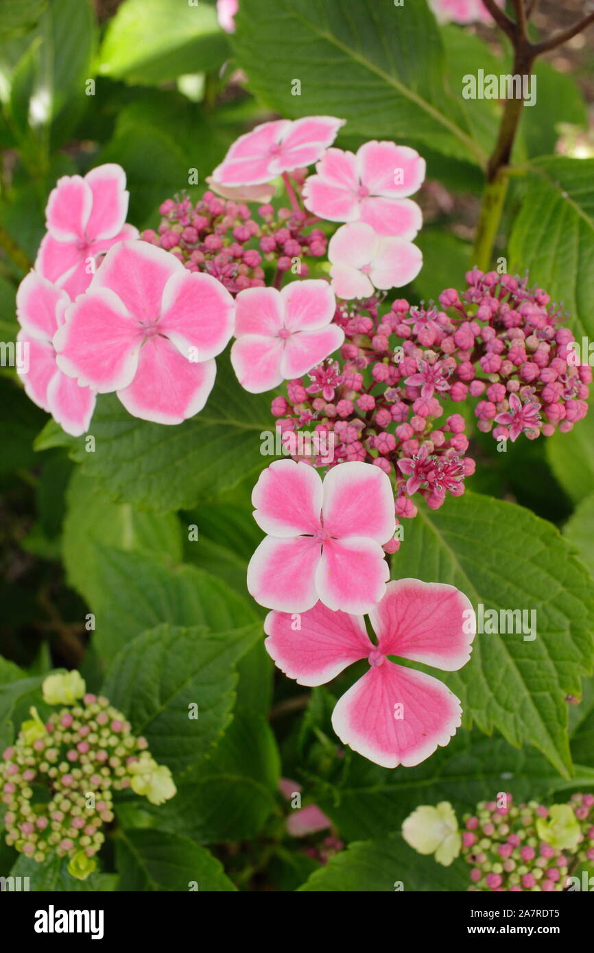 Komo High Resolution Stock Photography and Images - Alamy