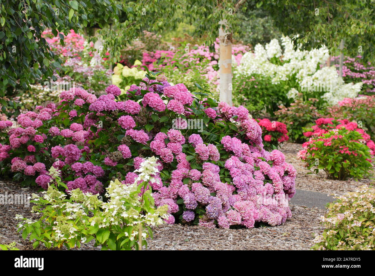 Hydrangea Collection Britain High Resolution Stock Photography and ...