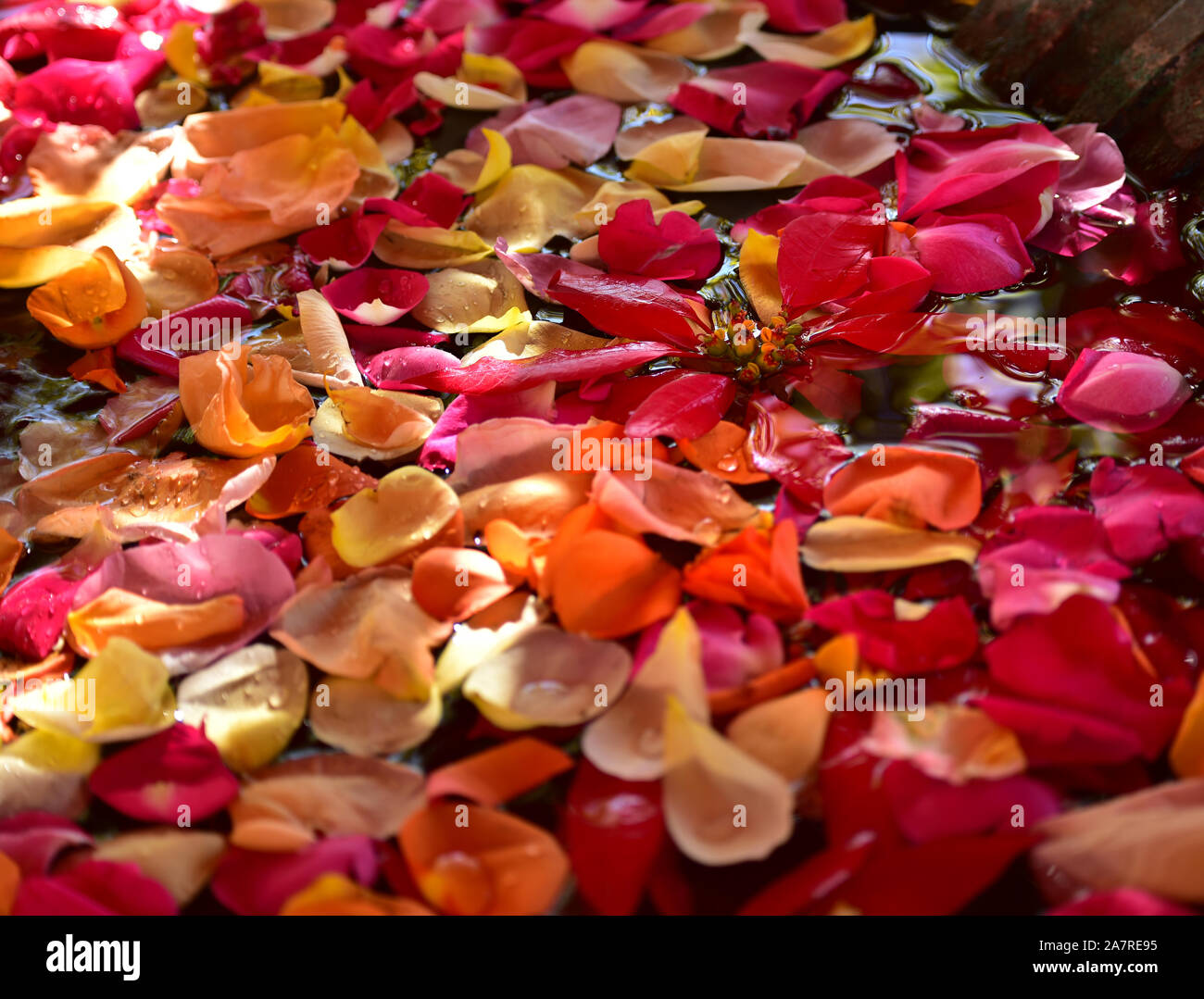 Petals floating in water hi-res stock photography and images - Alamy