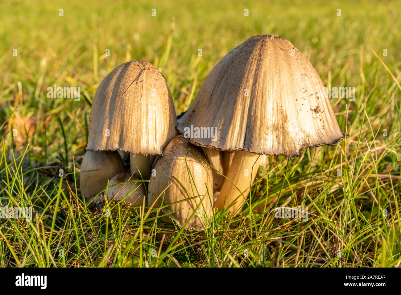 Common ink cap hi-res stock photography and images - Alamy