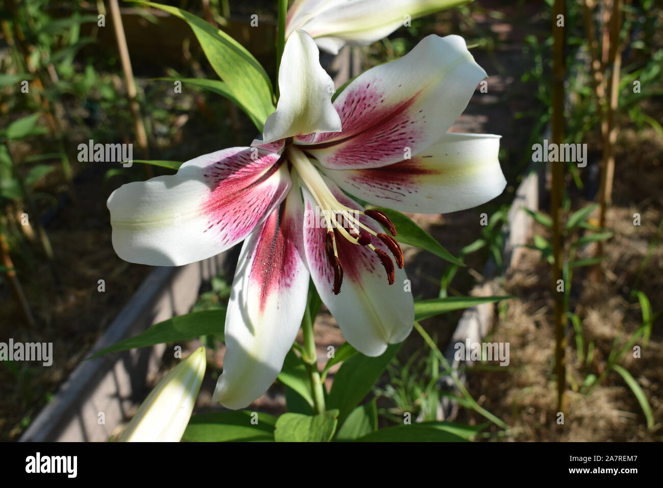 Lavon lily hi-res stock photography and images - Alamy