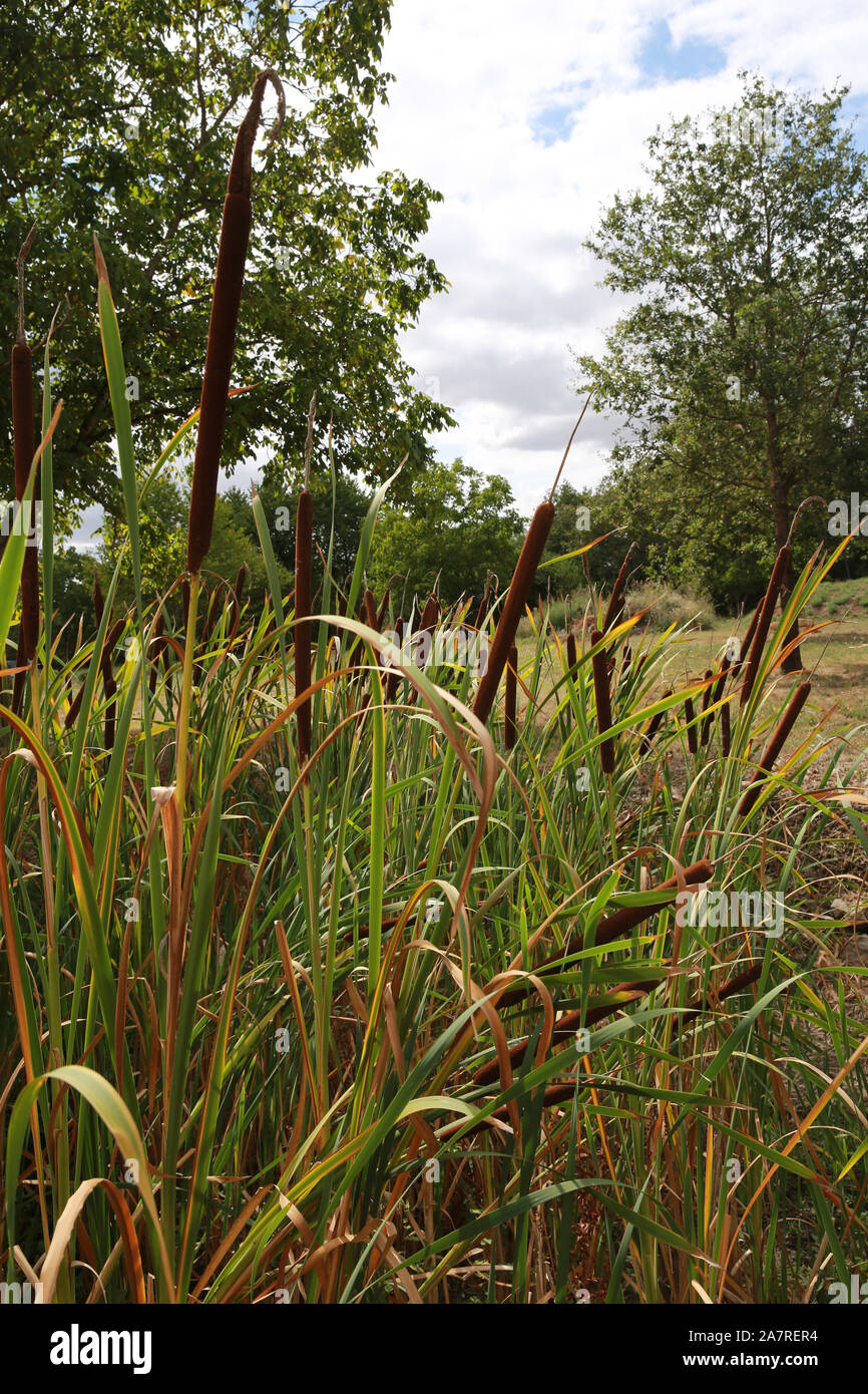 Moses bulrushes hi-res stock photography and images - Alamy