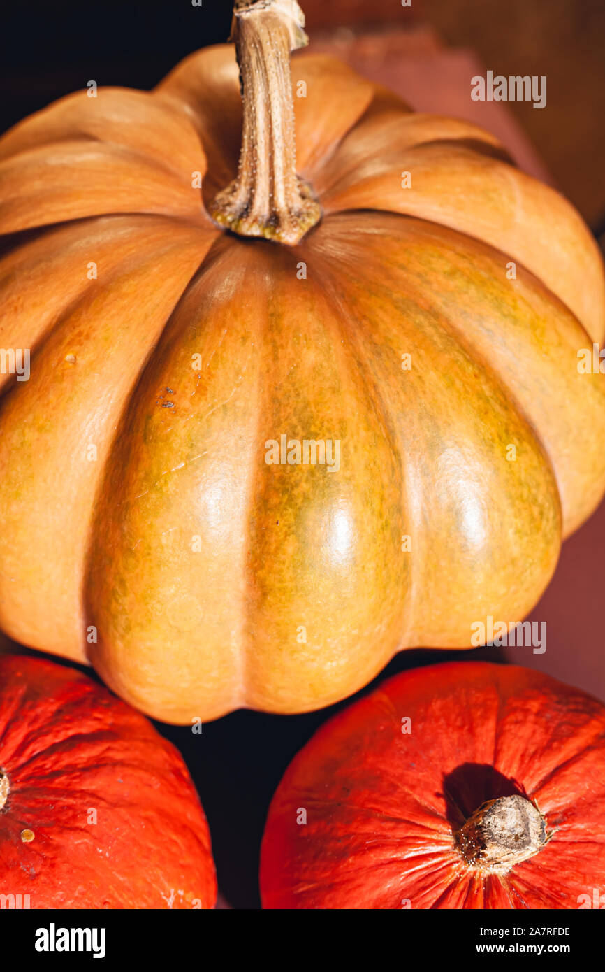 Stock photo pumpkin close-up, assorted pumpkins. Big and small size ...