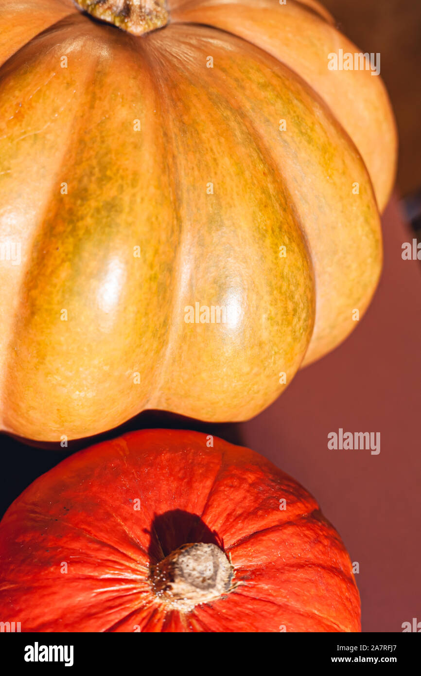 Stock photo pumpkin close-up, assorted pumpkins. Big and small size ...