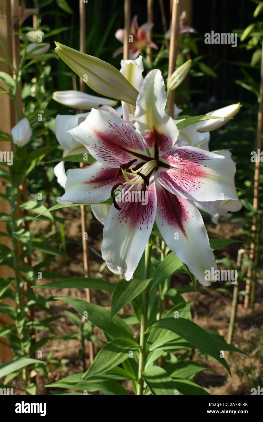 Kushi flower hi-res stock photography and images - Alamy