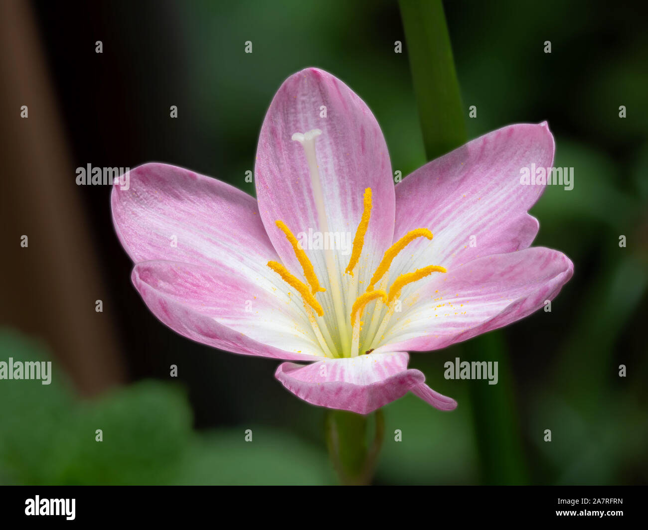 Macro Photography of Pink Flower Anatomy Isolated on Background Stock ...