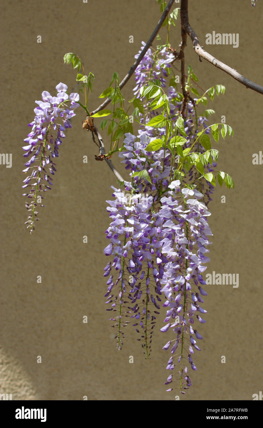 Wisteria Vine Leaves High Resolution Stock Photography and Images - Alamy