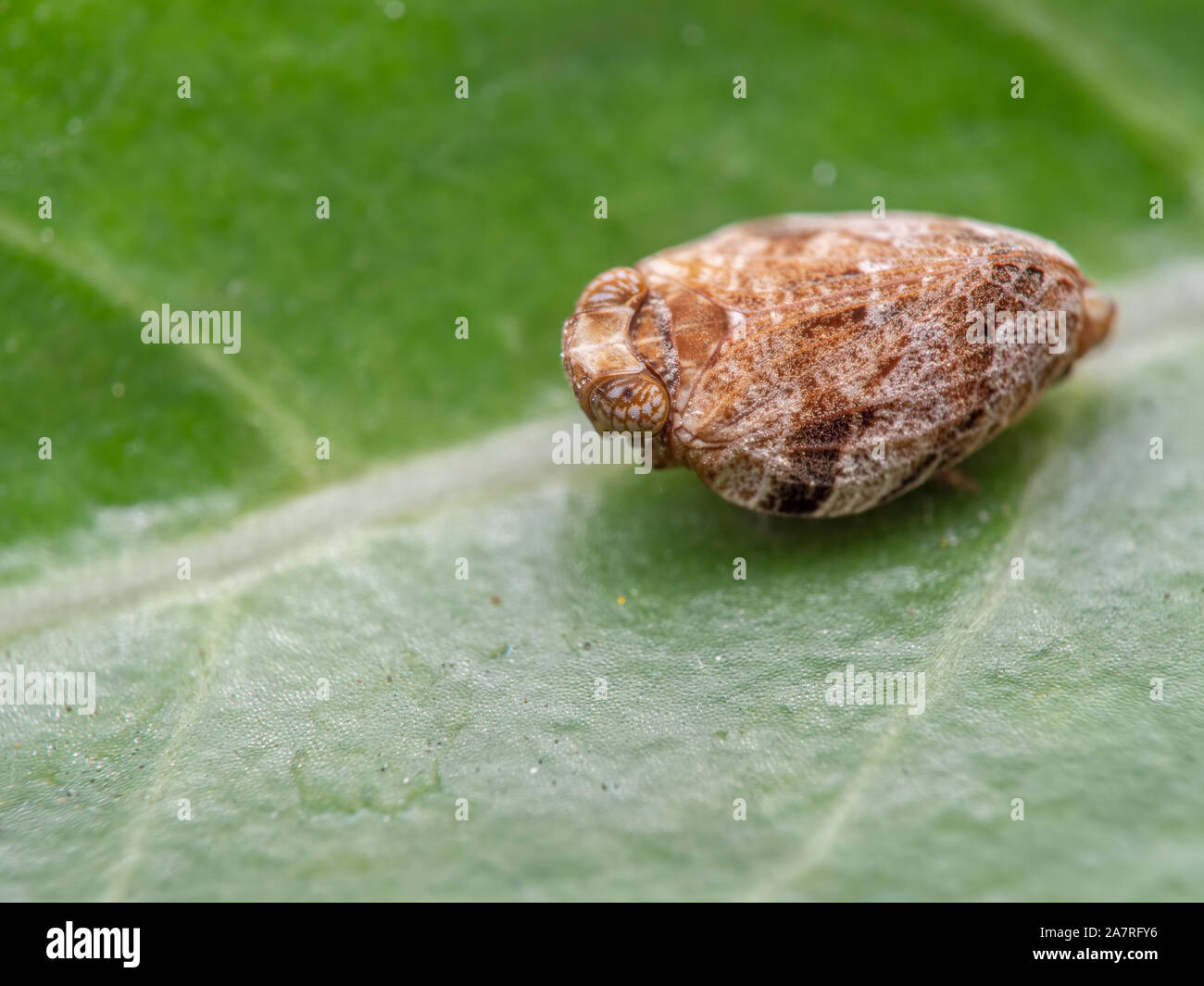 Macro Photography of Planthopper on Green Leaf Stock Photo - Alamy