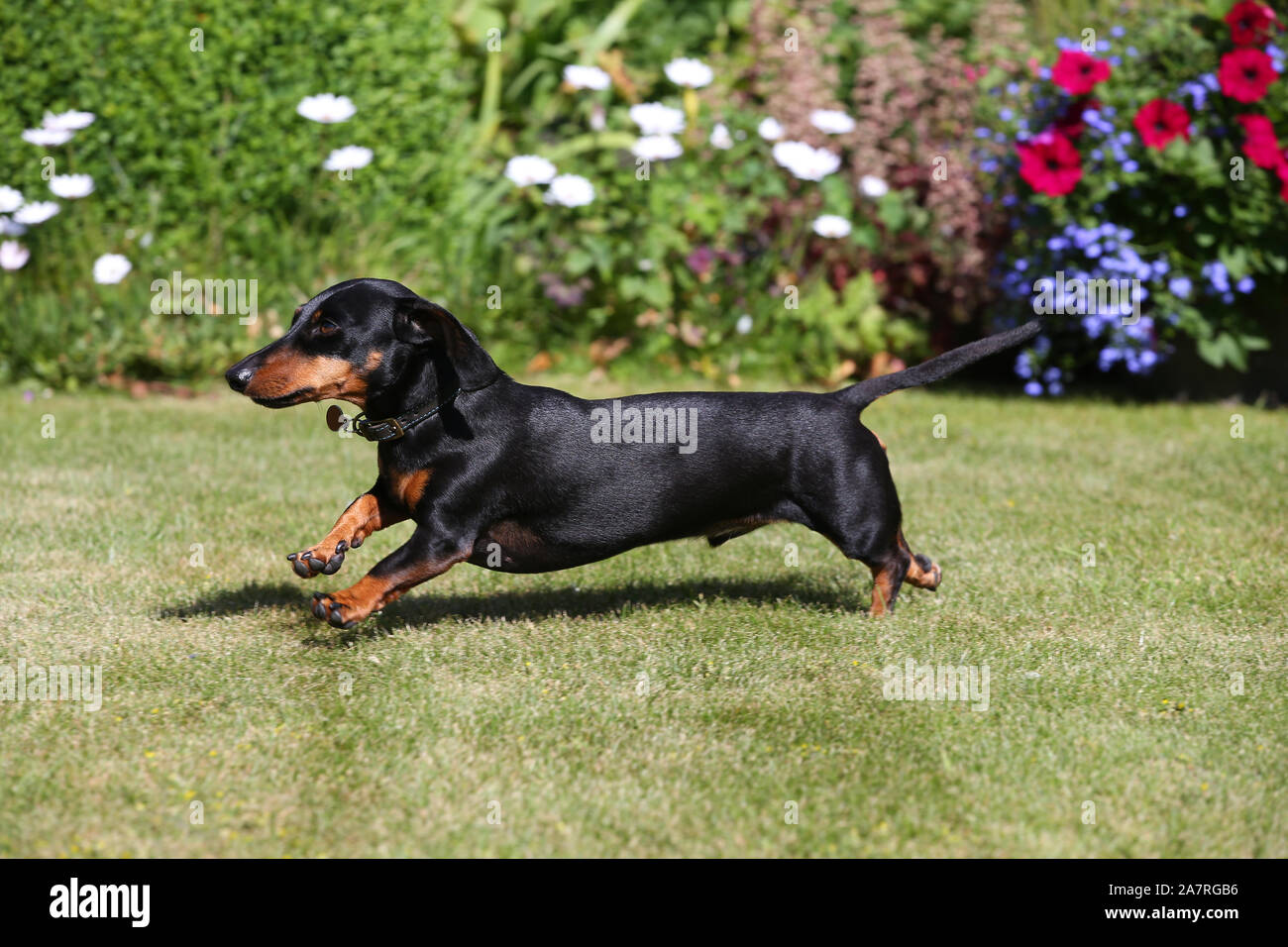 Smooth haired and long haired dachshund standing on grass hi-res stock ...