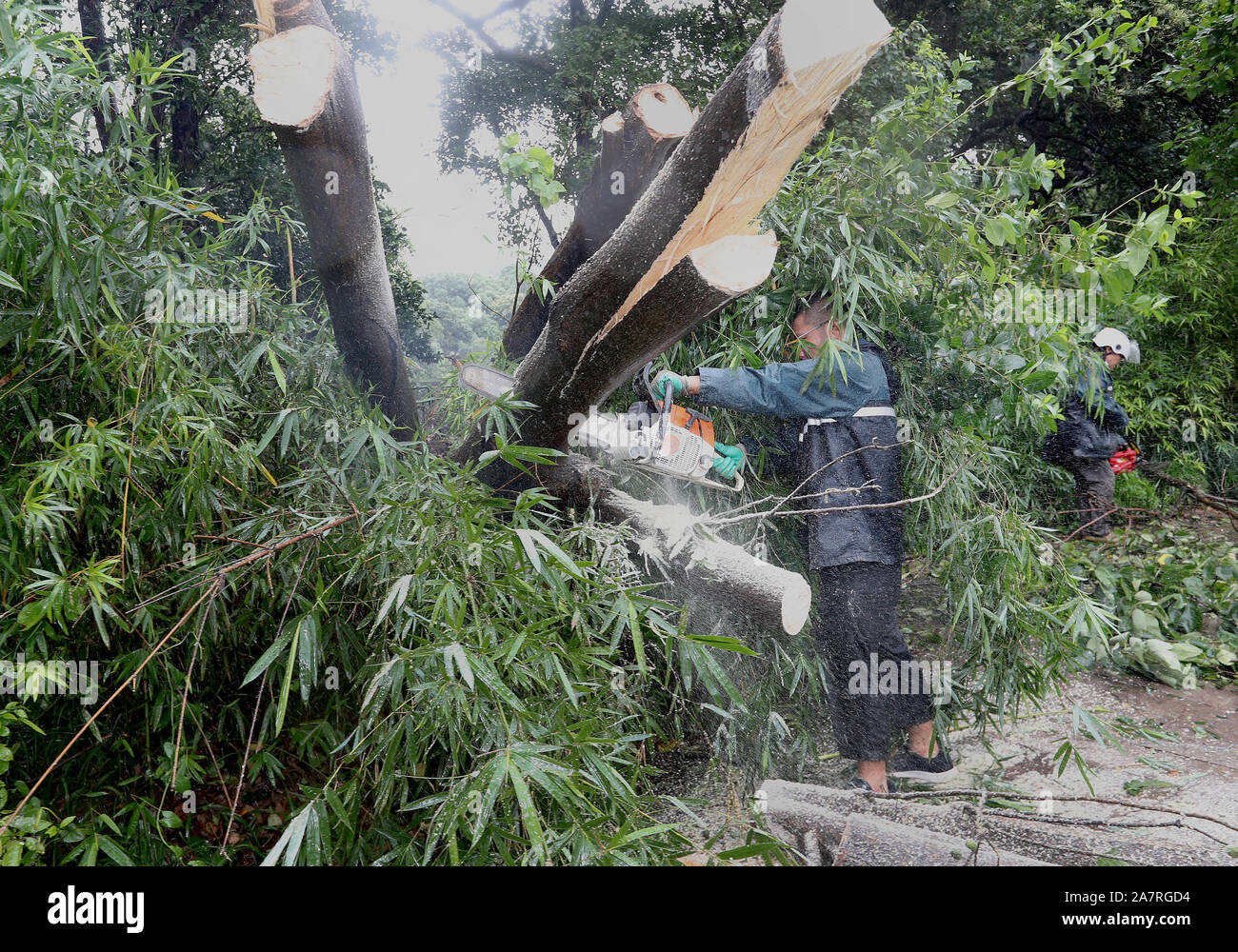 Chinese workers clear away tree branches broken by strong wind caused ...
