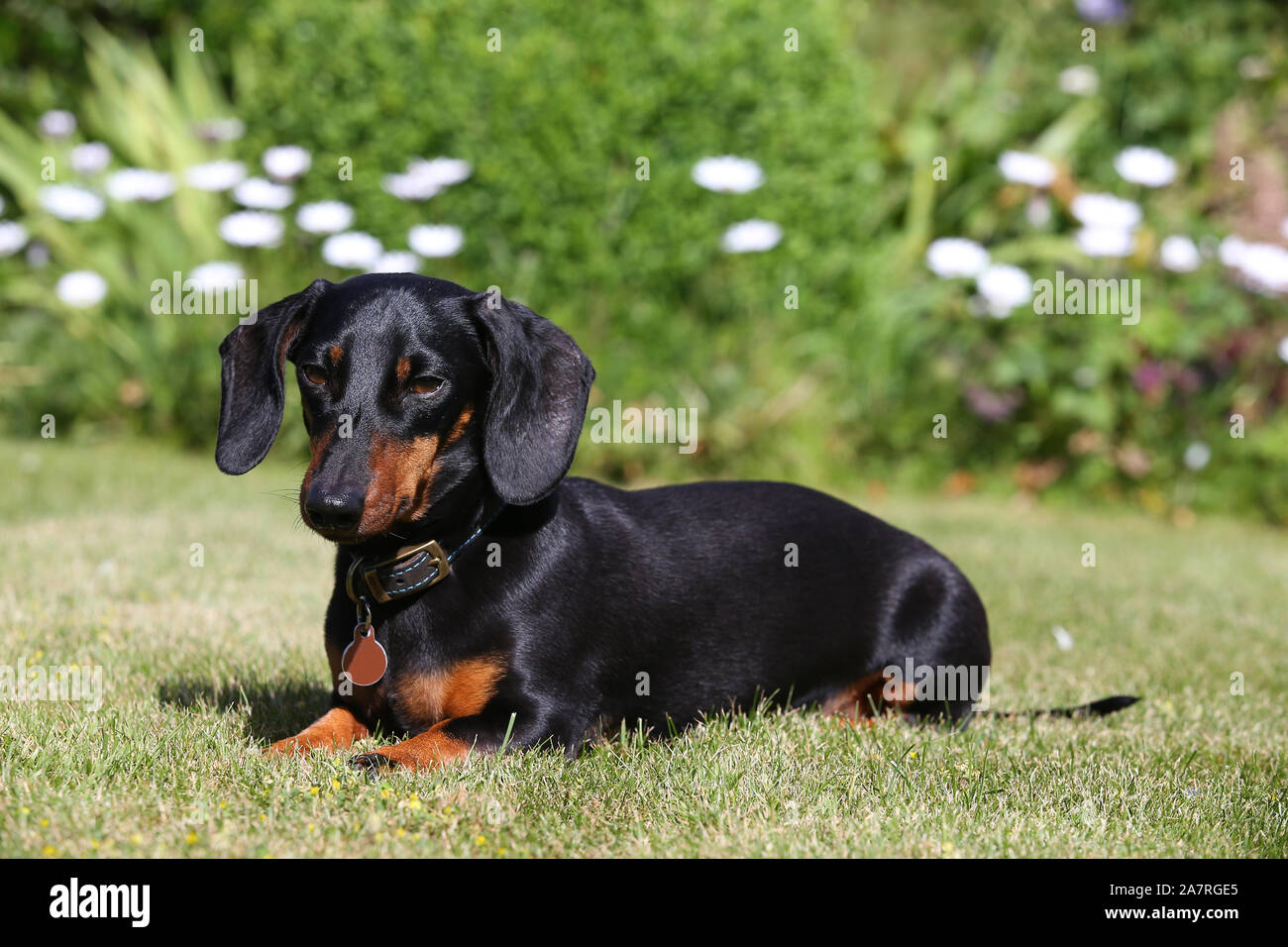 Smooth haired and long haired dachshund standing on grass hi-res stock ...