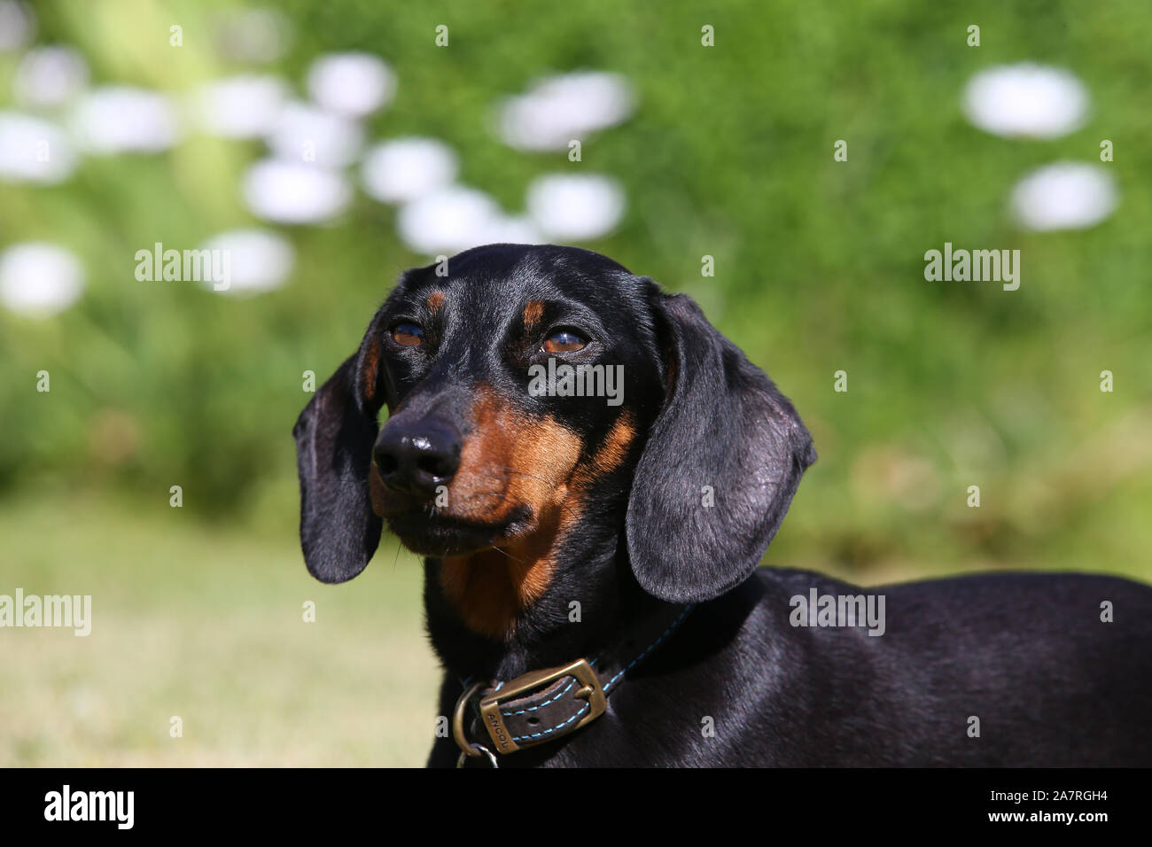 Smooth haired and long haired dachshund standing on grass hi-res stock ...