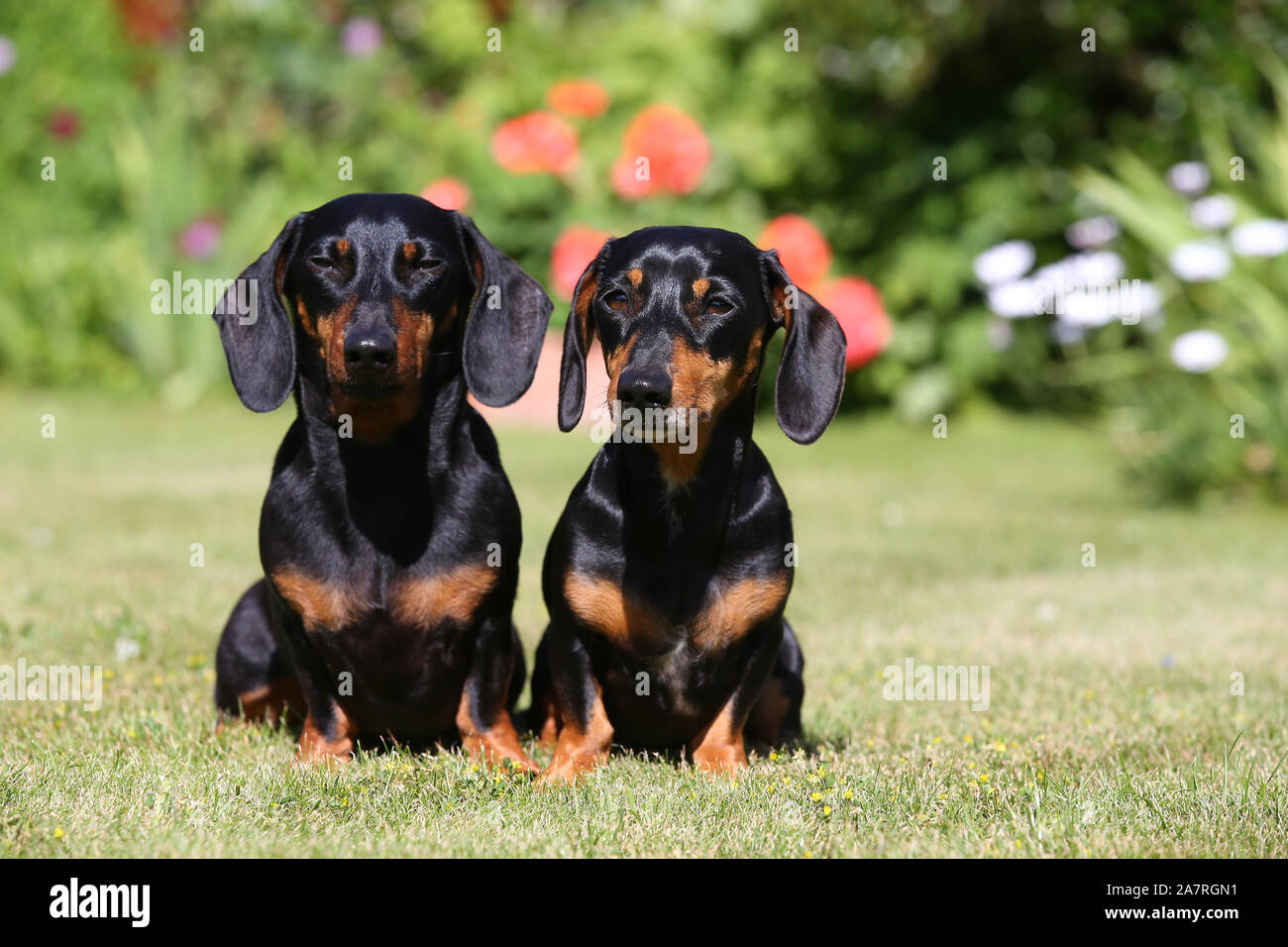 Smooth haired and long haired dachshund standing on grass hi-res stock ...