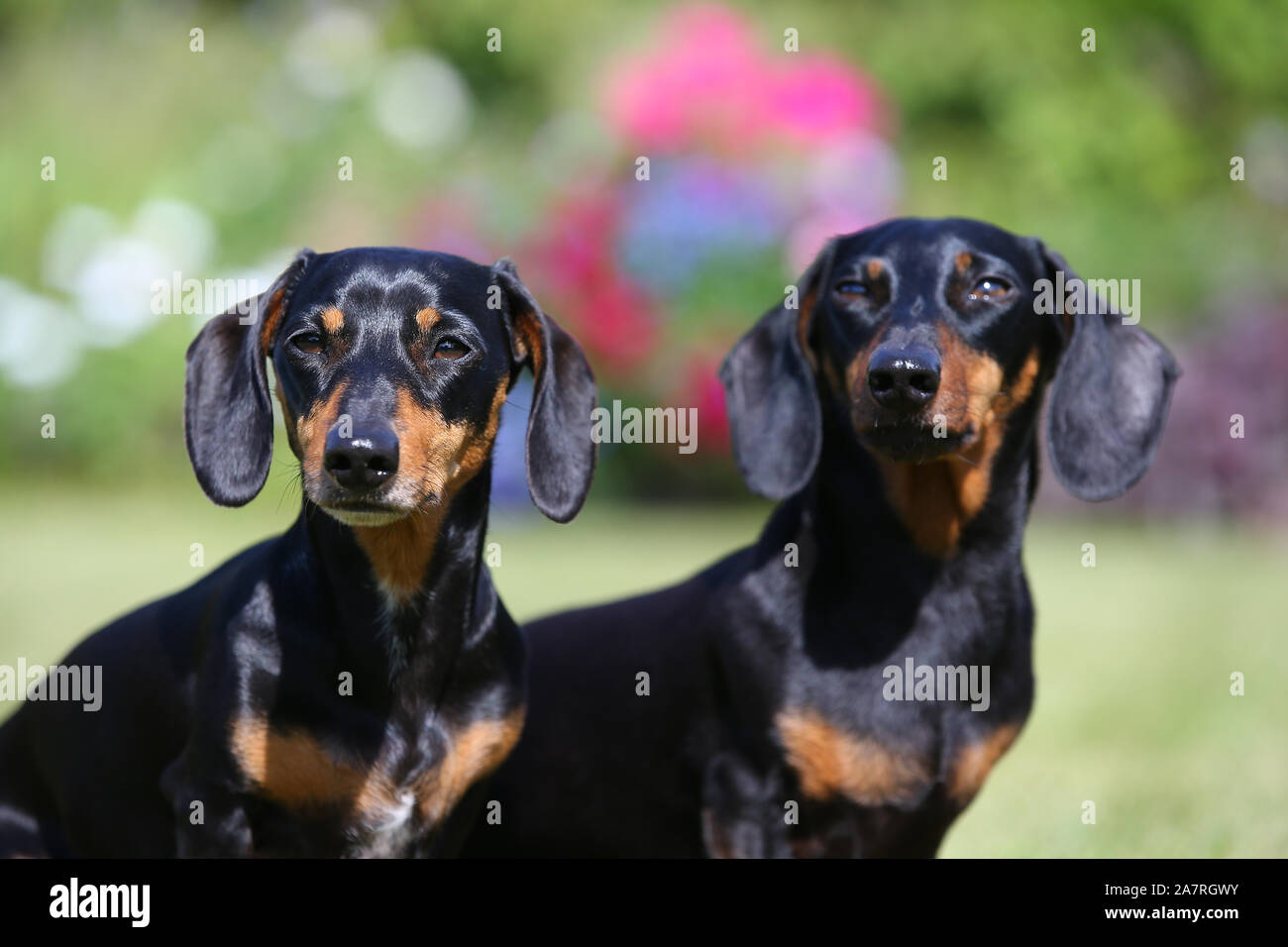 Smooth haired and long haired dachshund standing on grass hi-res stock ...