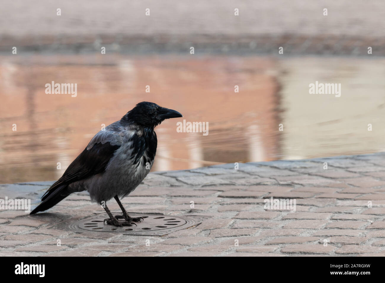 Crow on a sewer hatch on a cobblestone pavement near a puddle Stock ...