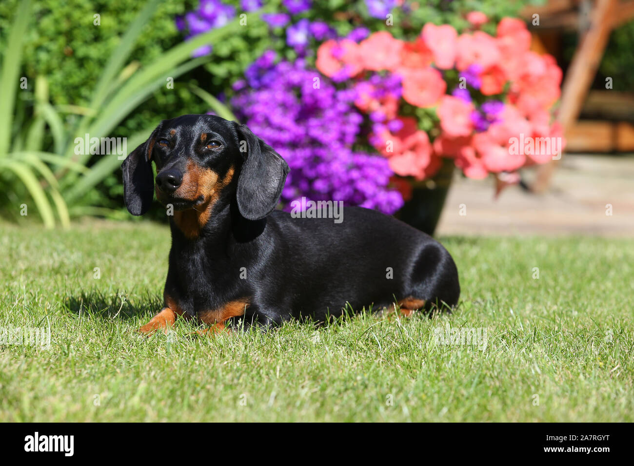Smooth haired and long haired dachshund standing on grass hi-res stock ...