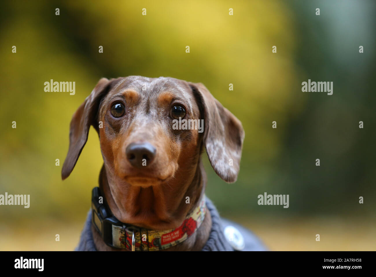 Standard Long Haired Dachshund High Resolution Stock Photography and ...