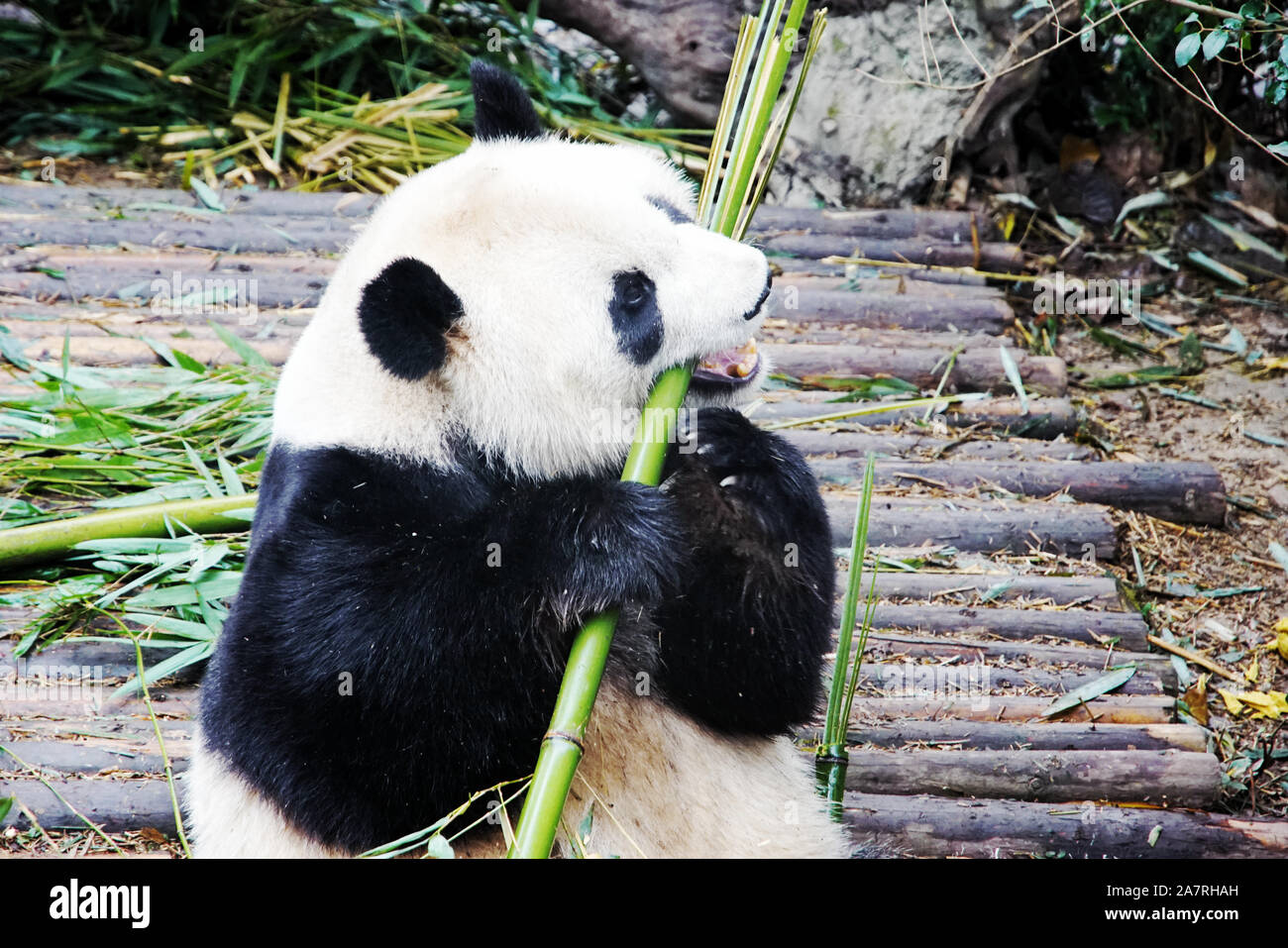 Giant pandas eat bamboo outside of rooms at Chengdu Research Base of ...