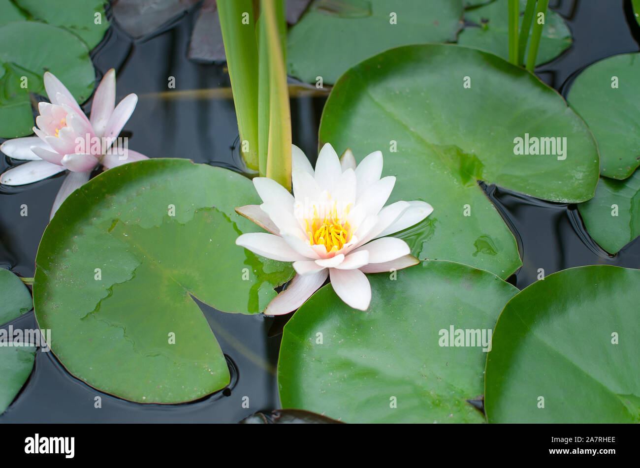 Nymphaea tetragona hi-res stock photography and images - Alamy