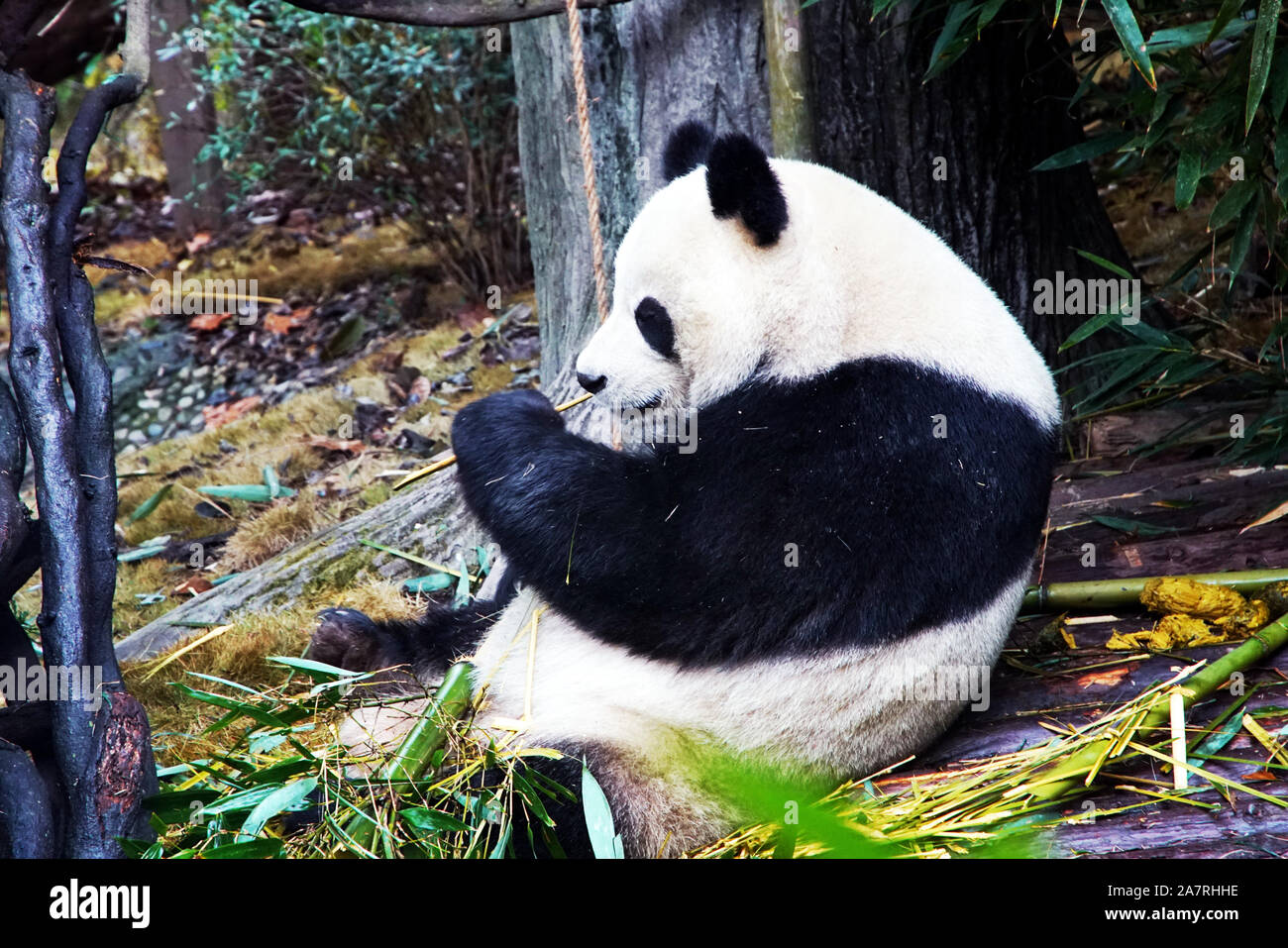 Giant pandas eat bamboo outside of rooms at Chengdu Research Base of ...