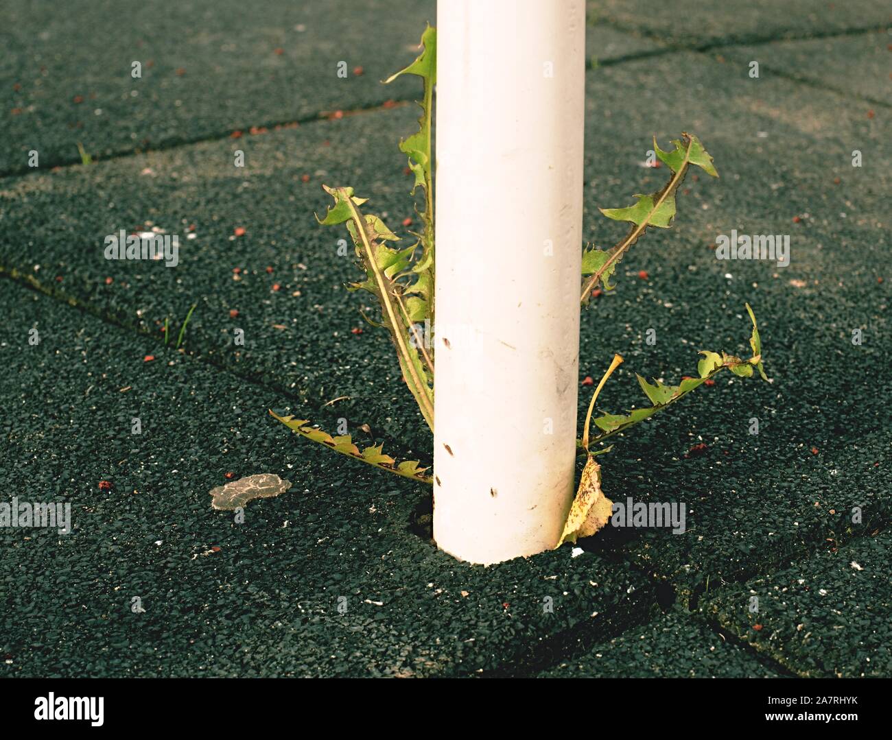 Rubbery carpet hi-res stock photography and images - Alamy