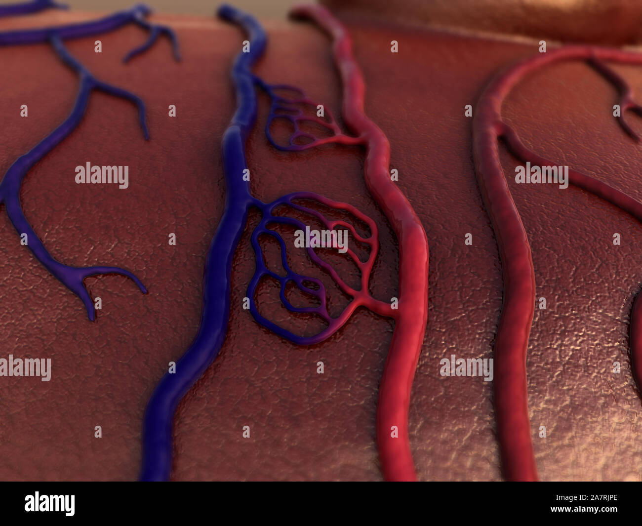 circulatory system, Capillary, Cardio-vascular Stock Photo - Alamy