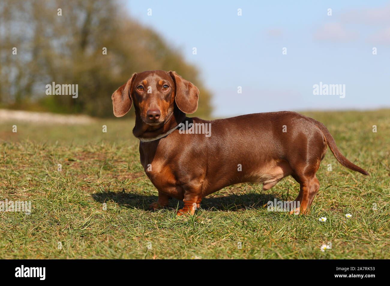 Smooth haired and long haired dachshund standing on grass hi-res stock ...