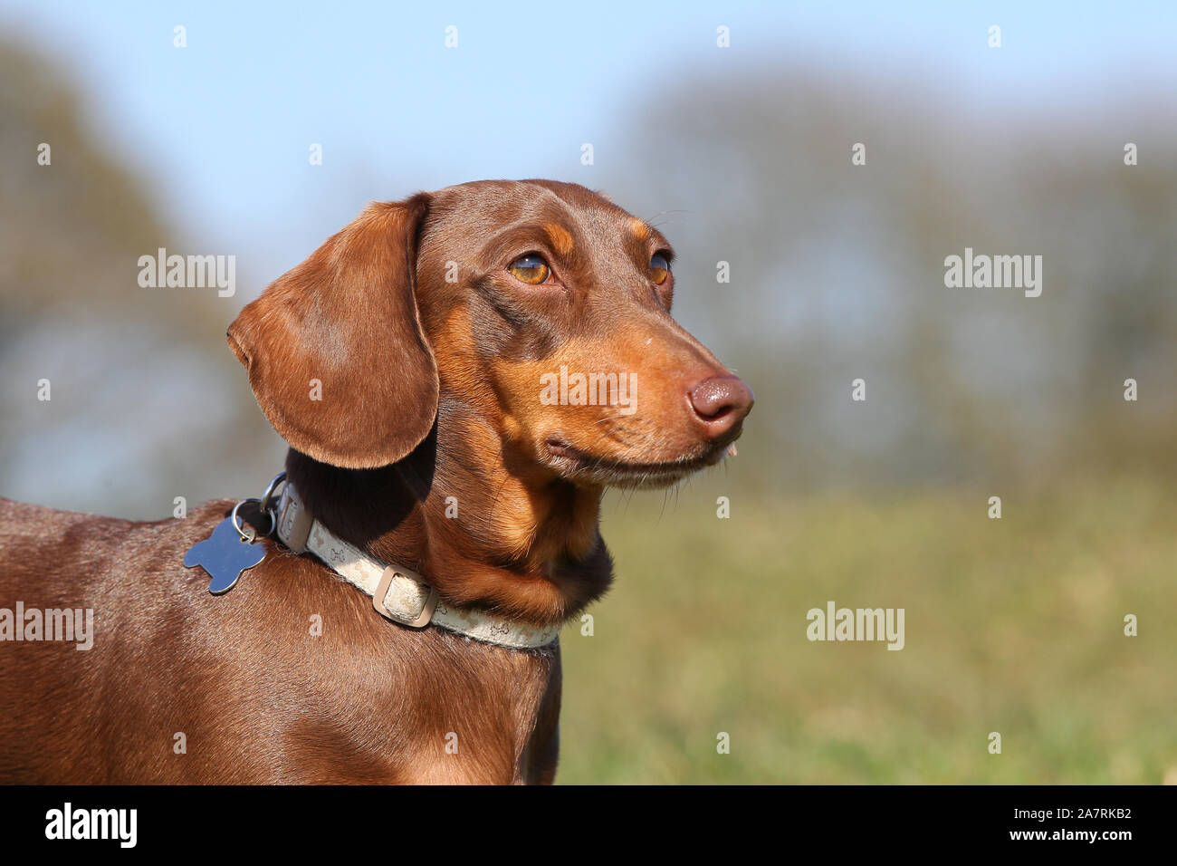 Black tan miniature smooth haired dachshund hi-res stock photography ...