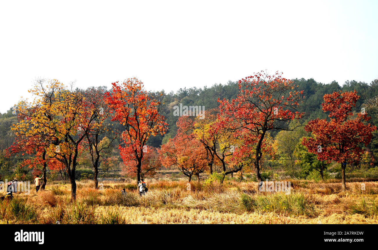 Xinyang, China's Henan Province. 3rd Nov, 2019. Tourists enjoy the ...