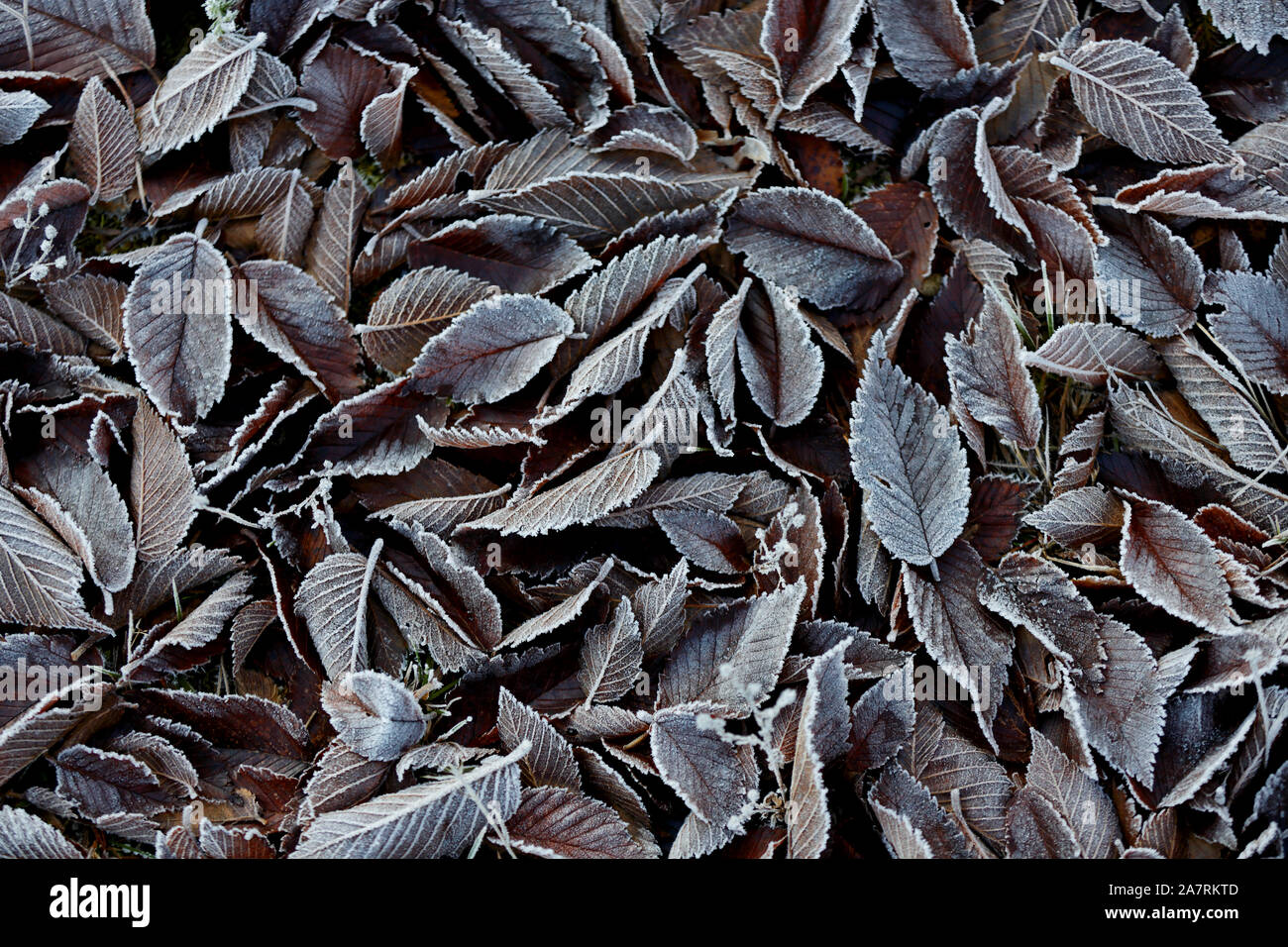 Elm leaves hi-res stock photography and images - Alamy