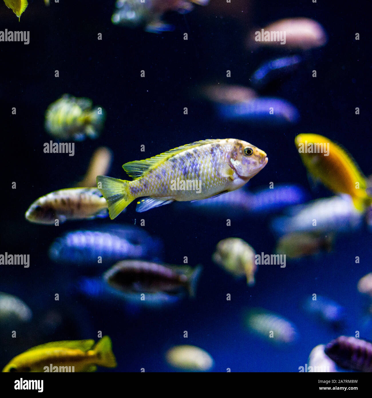 Unique marine organism hi-res stock photography and images - Alamy