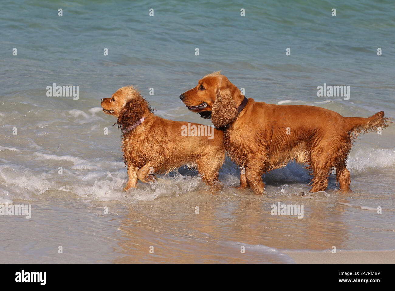 Cocker spaniel standing in the beach hi-res stock photography and ...