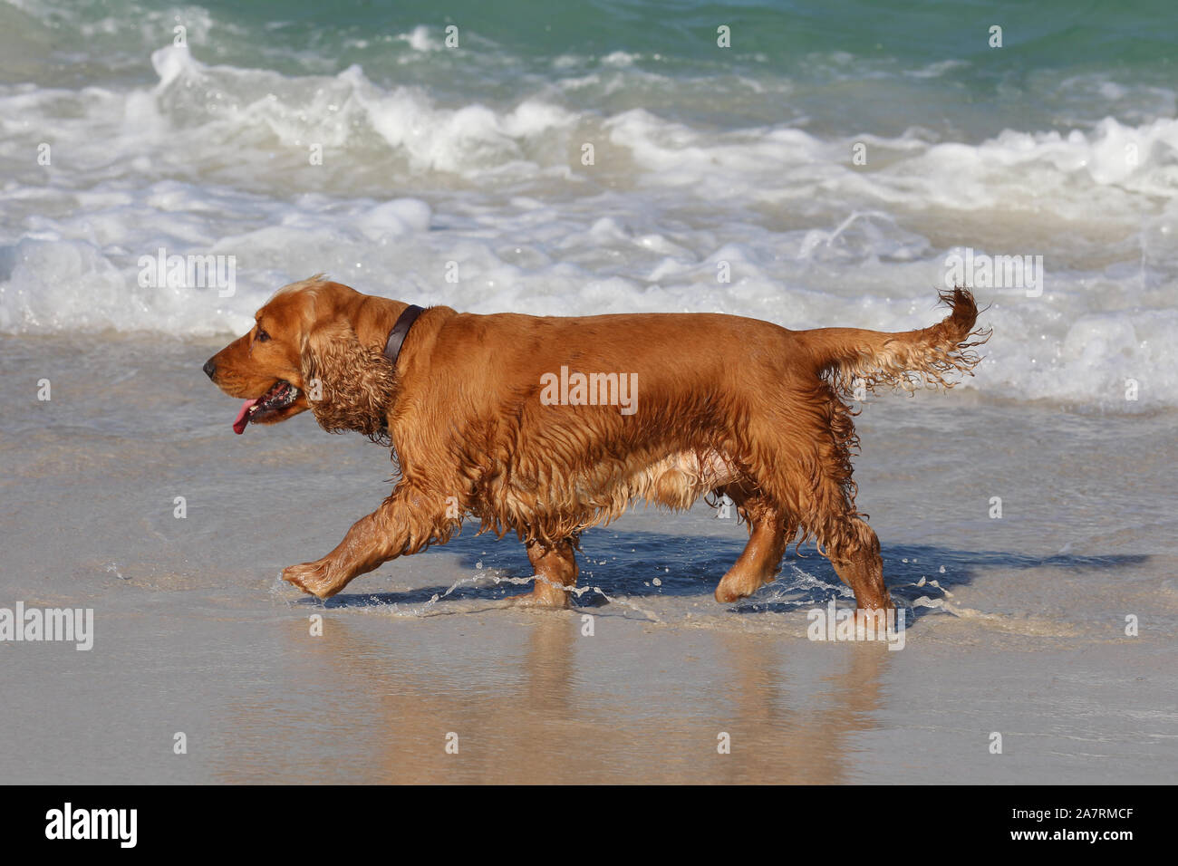 Cocker spaniel standing in the beach hi-res stock photography and ...